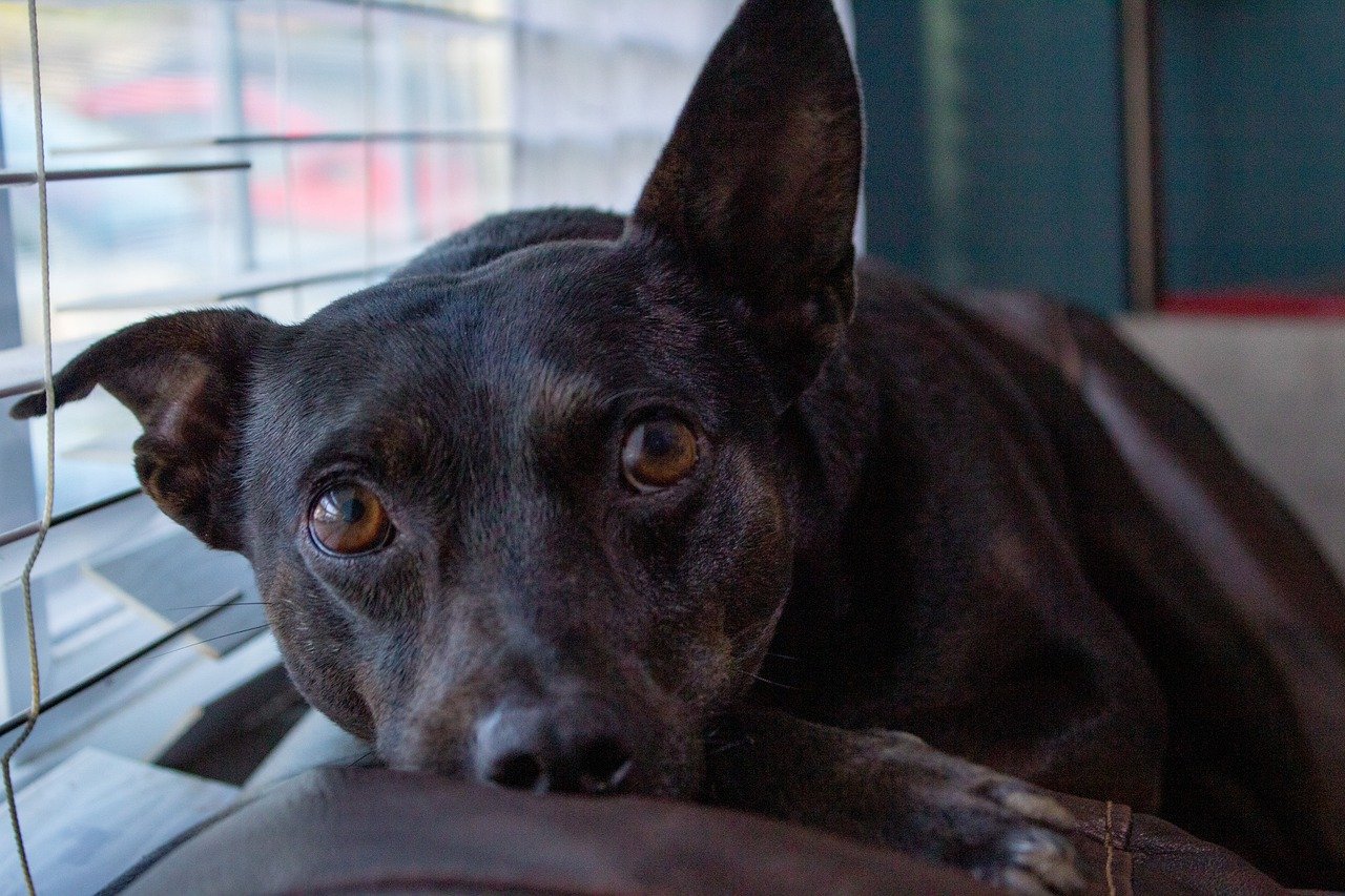 10 Common Signs of Cancer in Pets - Northwood Hills Animal Hospital